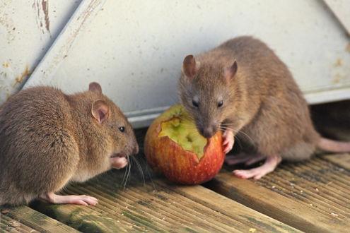 The Rats of Nimh - Grit